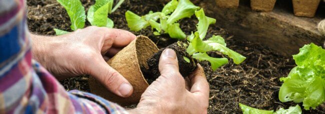 Plant Spacing Calculator: How Many Plants You Need