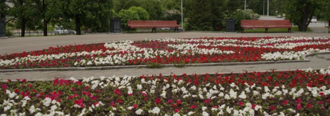 Plant Spacing Calculator: How Many Plants You Need