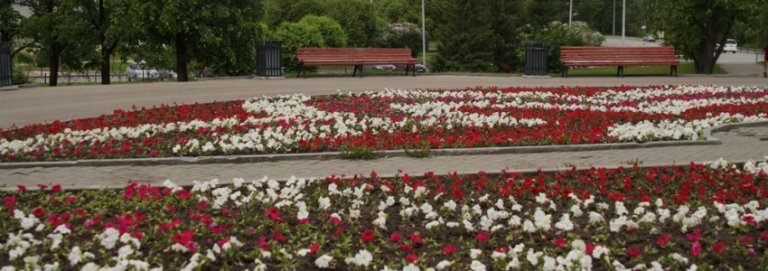 Plant Spacing Calculator: How Many Plants You Need